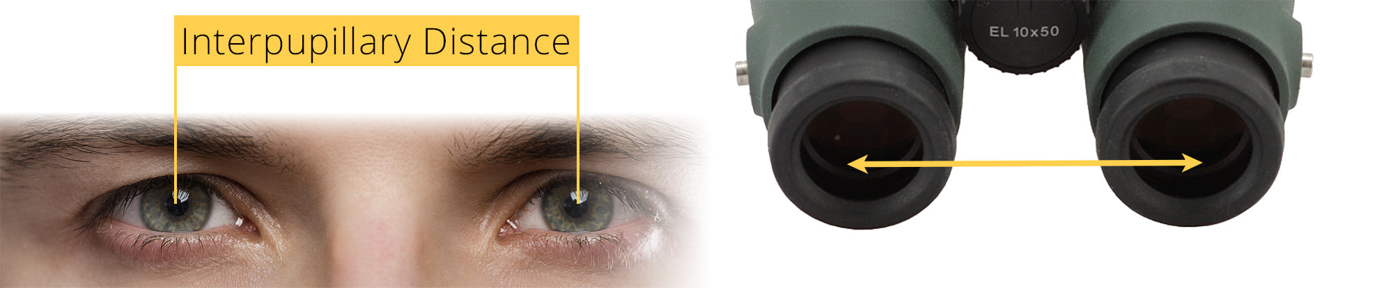Why Interpupillary Distance (IPD) Matters When Choosing Binoculars ...