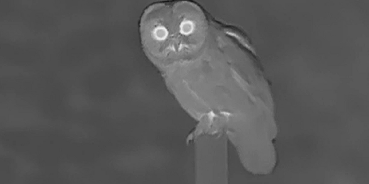 Night Vision and Thermal Imaging for Bird & Wildlife Watching: Pros an ...